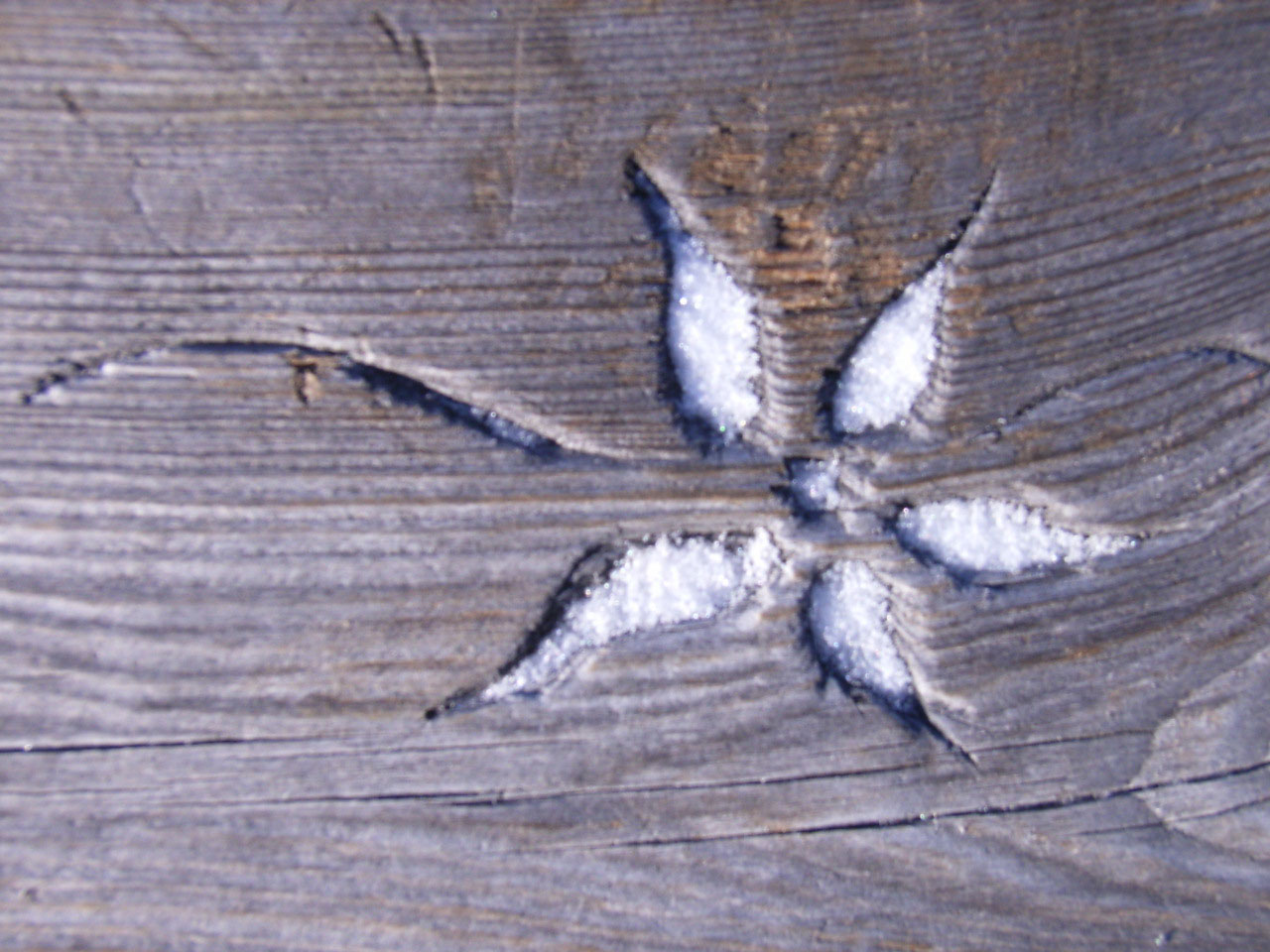 Biography - Timo Lindner